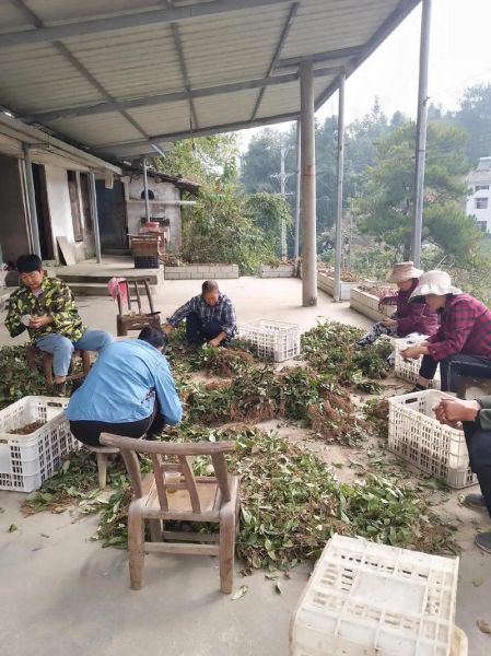 苍术价格多少钱一斤_苍术多少钱一斤2024最新行情-第1张图片-山城妙识