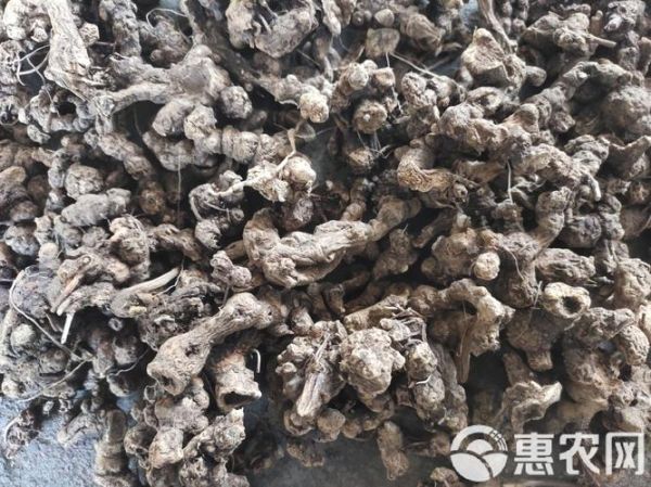 苍术价格多少钱一斤_苍术多少钱一斤2024最新行情-第2张图片-山城妙识