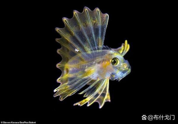 深海鱼类图片大全_深海鱼为什么发光-第1张图片-山城妙识 深海鱼类图片大全_深海鱼为什么发光-第1张图片-山城妙识