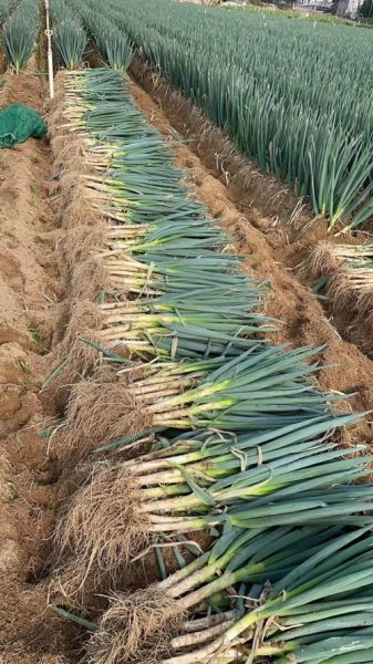 大葱价格多少钱一斤_今日大葱批发价查询-第1张图片-山城妙识