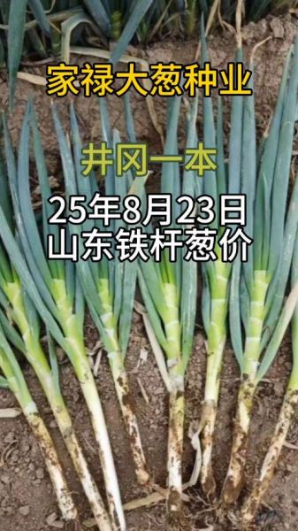 大葱价格多少钱一斤_今日大葱批发价查询-第3张图片-山城妙识