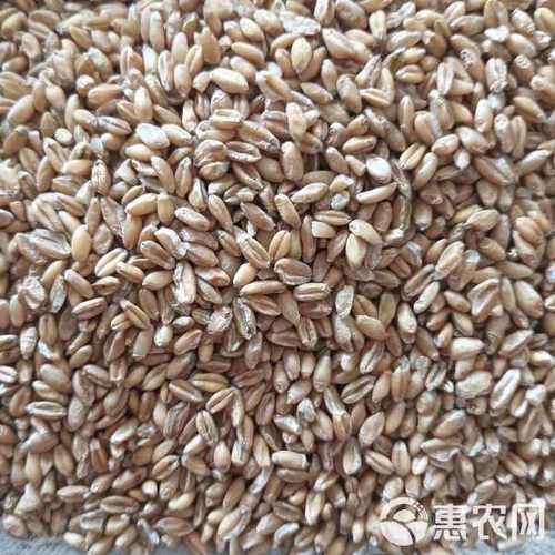 浮小麦长什么样_浮小麦图片真假辨别-第3张图片-山城妙识 浮小麦长什么样_浮小麦图片真假辨别-第3张图片-山城妙识