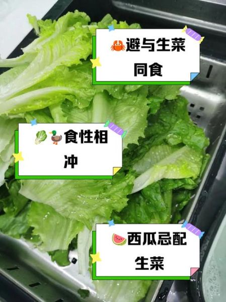 生菜不能和什么一起吃_生菜三大禁忌是什么-第3张图片-山城妙识 生菜不能和什么一起吃_生菜三大禁忌是什么-第3张图片-山城妙识