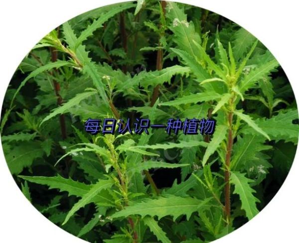 荆芥的功效与作用_荆芥的禁忌有哪些-第2张图片-山城妙识