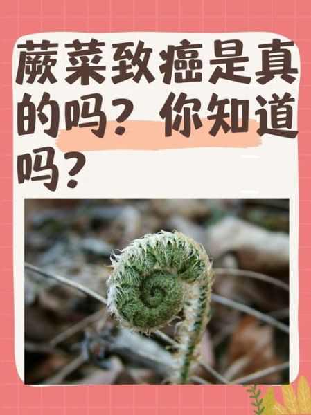经常吃蕨菜会致癌吗_蕨菜致癌真相-第1张图片-山城妙识 经常吃蕨菜会致癌吗_蕨菜致癌真相-第1张图片-山城妙识