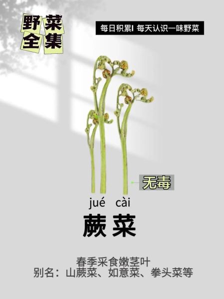 经常吃蕨菜会致癌吗_蕨菜致癌真相-第3张图片-山城妙识 经常吃蕨菜会致癌吗_蕨菜致癌真相-第3张图片-山城妙识