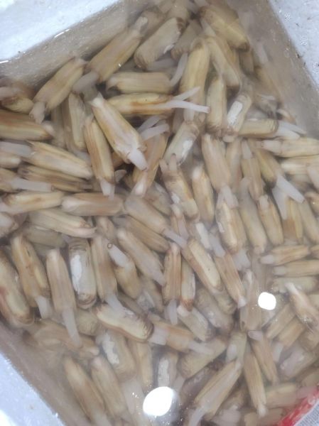 蛏子怎么洗干净_蛏子清洗技巧-第3张图片-山城妙识