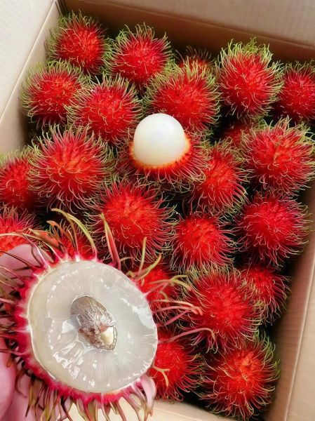 红毛丹一天吃几个最好_红毛丹吃多了会怎样-第2张图片-山城妙识 红毛丹一天吃几个最好_红毛丹吃多了会怎样-第2张图片-山城妙识