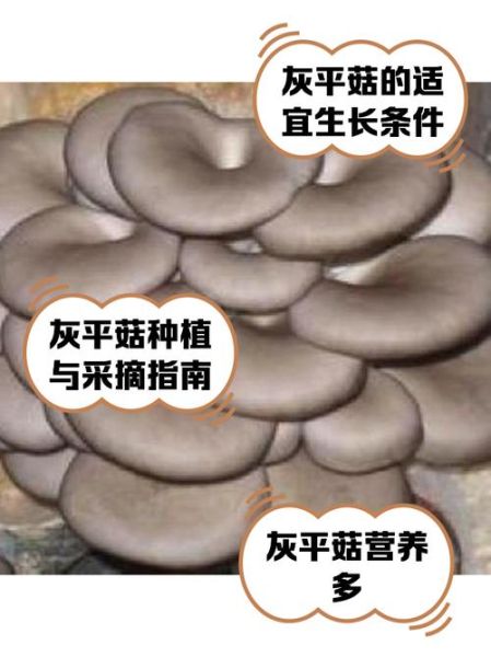 平菇种植技术_平菇栽培方法-第1张图片-山城妙识