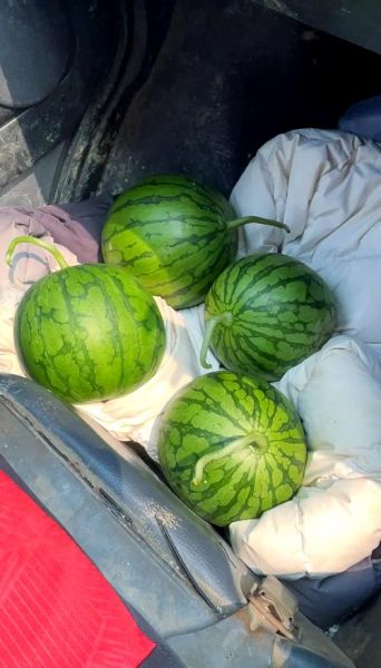 特小凤西瓜的功效_特小凤西瓜能减肥吗-第3张图片-山城妙识