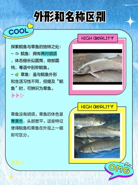 鲩鱼是什么鱼_鲩鱼和草鱼一样吗-第1张图片-山城妙识