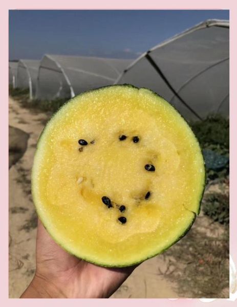 特小凤西瓜的功效_特小凤西瓜能减肥吗-第2张图片-山城妙识