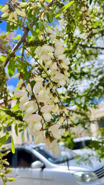槐花花期在几月份_槐花什么时候开-第2张图片-山城妙识