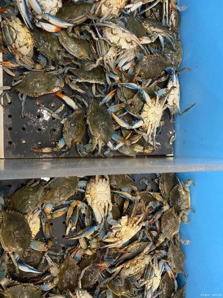 螃蟹怎么处理干净_螃蟹清洗步骤-第3张图片-山城妙识 螃蟹怎么处理干净_螃蟹清洗步骤-第3张图片-山城妙识