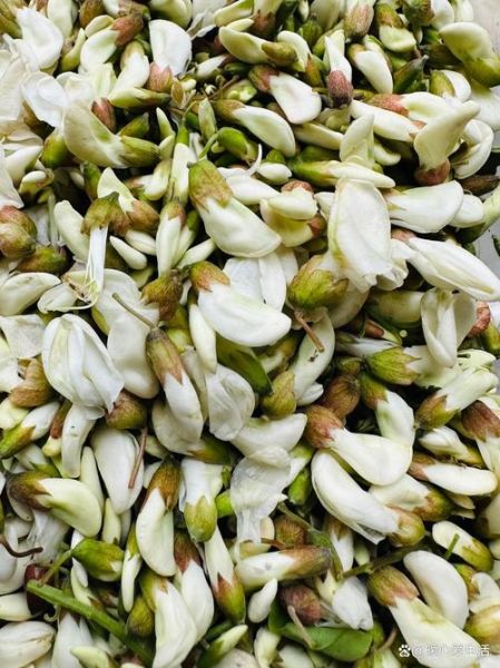 槐花花期在几月份_槐花什么时候开-第3张图片-山城妙识