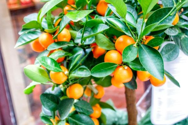 金桔树施什么肥料最好_金桔树施肥时间和方法-第3张图片-山城妙识 金桔树施什么肥料最好_金桔树施肥时间和方法-第3张图片-山城妙识