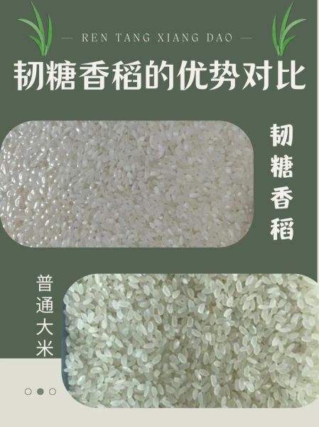 香米和普通大米区别_香米怎么选-第1张图片-山城妙识