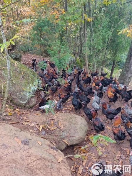 跑山鸡养殖基地选址要求_跑山鸡养殖基地投资多少钱-第3张图片-山城妙识