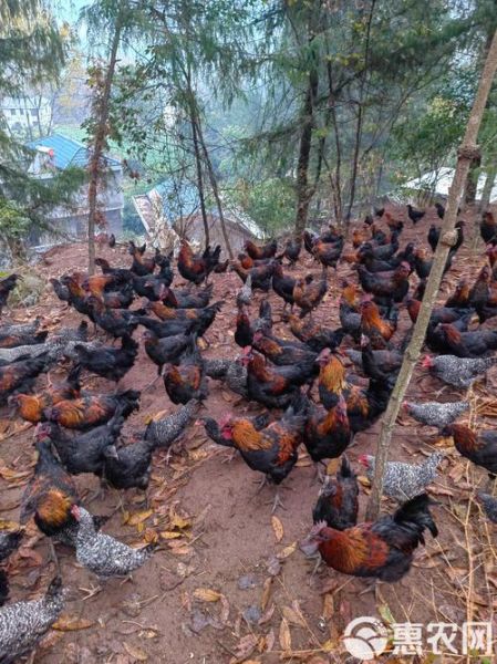 跑山鸡养殖基地选址要求_跑山鸡养殖基地投资多少钱-第2张图片-山城妙识