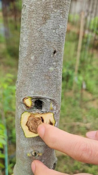 沉香树怎么种_沉香树几年结香-第2张图片-山城妙识