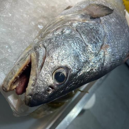 鮸鱼贵吗_鮸鱼多少钱一斤-第3张图片-山城妙识