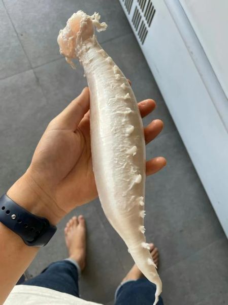 鮸鱼贵吗_鮸鱼多少钱一斤-第2张图片-山城妙识