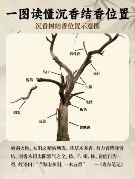 沉香树怎么种_沉香树几年结香-第1张图片-山城妙识