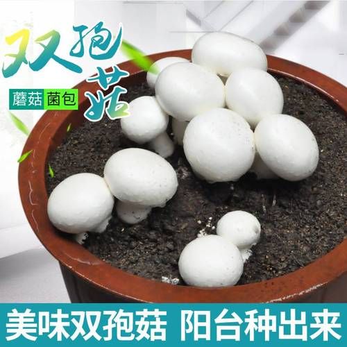 双孢菇种植技术_如何在家种出高产双孢菇-第3张图片-山城妙识