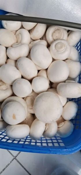 双孢菇种植技术_如何在家种出高产双孢菇-第2张图片-山城妙识