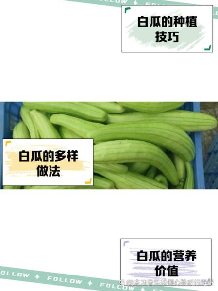 白瓜是什么瓜_白瓜和冬瓜的区别-第1张图片-山城妙识 白瓜是什么瓜_白瓜和冬瓜的区别-第1张图片-山城妙识