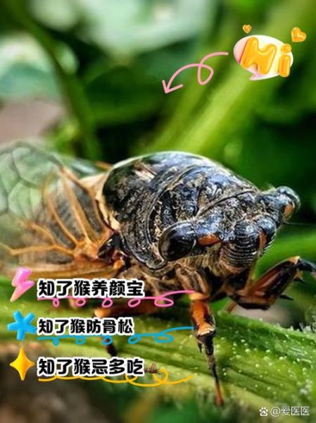 知了能吃吗_对人有害吗-第2张图片-山城妙识
