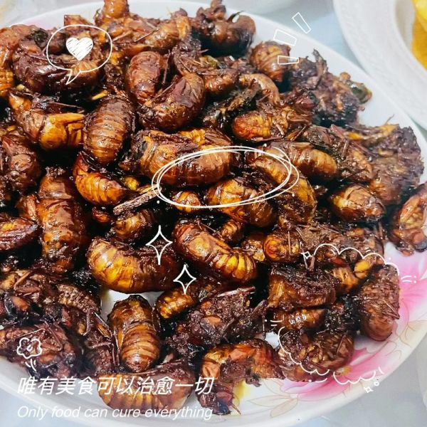 知了能吃吗_对人有害吗-第3张图片-山城妙识