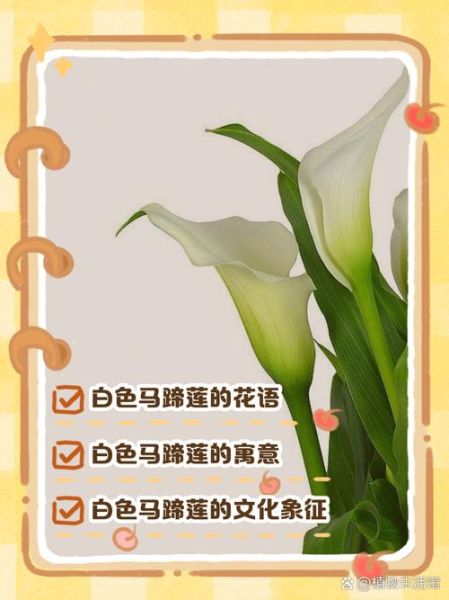 马蹄莲的花语是什么_马蹄莲适合送什么人-第1张图片-山城妙识 马蹄莲的花语是什么_马蹄莲适合送什么人-第1张图片-山城妙识