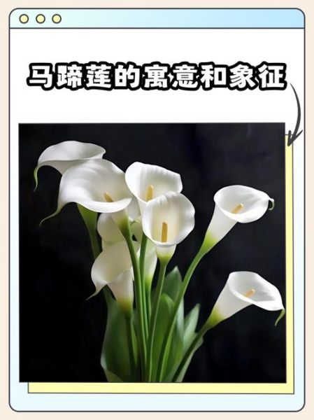马蹄莲的花语是什么_马蹄莲适合送什么人-第2张图片-山城妙识 马蹄莲的花语是什么_马蹄莲适合送什么人-第2张图片-山城妙识