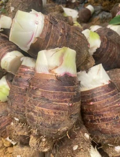 荔浦芋头怎么蒸才软糯_蒸荔浦芋头需要多长时间-第1张图片-山城妙识