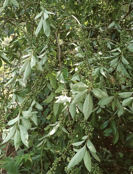 山胡椒树怎么种_山胡椒树几年结果-第1张图片-山城妙识 山胡椒树怎么种_山胡椒树几年结果-第1张图片-山城妙识