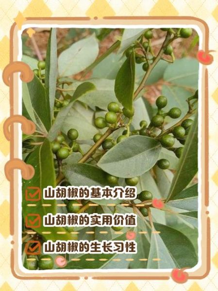 山胡椒树怎么种_山胡椒树几年结果-第2张图片-山城妙识 山胡椒树怎么种_山胡椒树几年结果-第2张图片-山城妙识