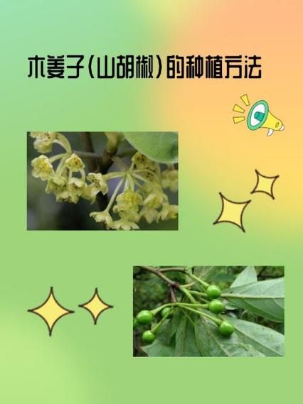山胡椒树怎么种_山胡椒树几年结果-第3张图片-山城妙识 山胡椒树怎么种_山胡椒树几年结果-第3张图片-山城妙识