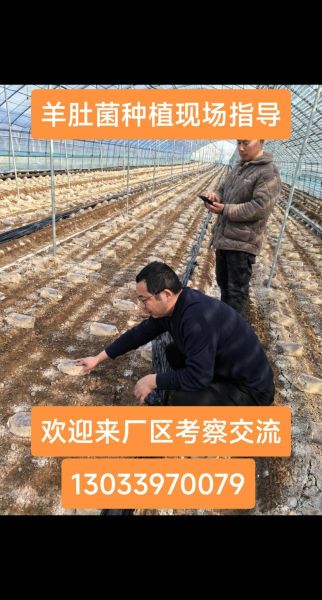 菌类种植技术_菌类种植赚钱吗-第3张图片-山城妙识