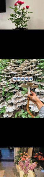 菌类种植技术_菌类种植赚钱吗-第2张图片-山城妙识