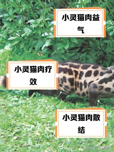猫肉能治什么病_民间偏方真相-第1张图片-山城妙识