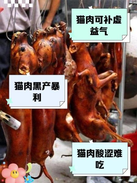 猫肉能治什么病_民间偏方真相-第2张图片-山城妙识