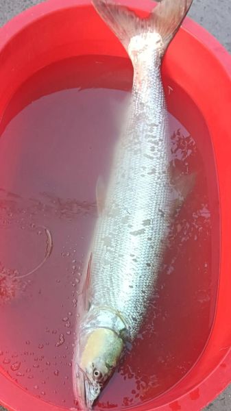 黄剑鱼是什么鱼_黄剑鱼产地在哪里-第1张图片-山城妙识