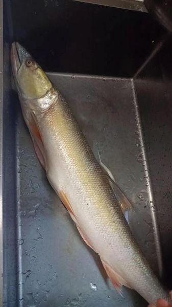 黄剑鱼是什么鱼_黄剑鱼产地在哪里-第2张图片-山城妙识