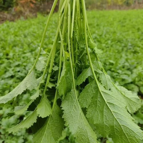 雪里红是什么菜_雪里红图片长什么样-第2张图片-山城妙识