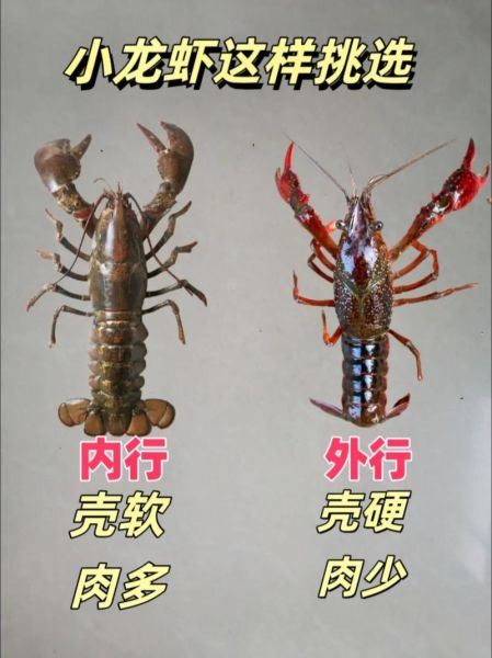 龙虾怎么挑选_龙虾怎么做好吃-第1张图片-山城妙识