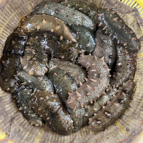 海参价格差别为什么那么大_海参多少钱一斤合理-第3张图片-山城妙识