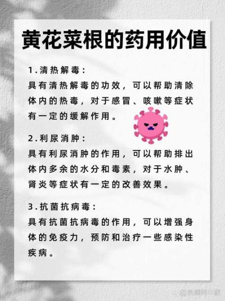 黄花菜根的功效与作用_黄花菜根怎么吃效果最好-第1张图片-山城妙识