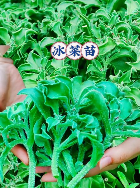 冰菜怎么吃_冰菜的做法大全-第1张图片-山城妙识