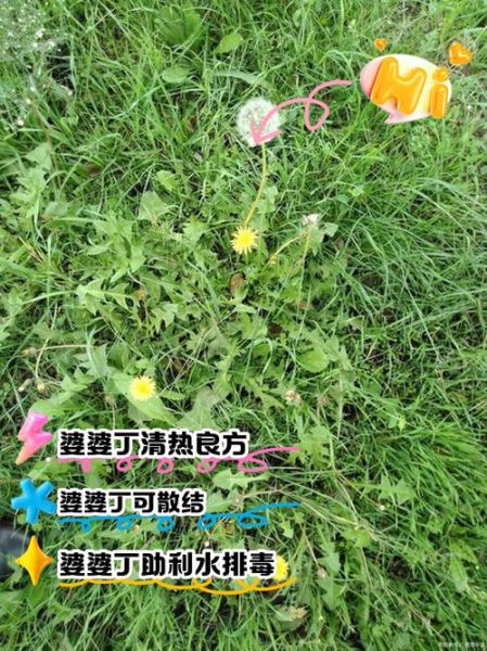 婆婆丁根泡水喝的禁忌_哪些人不能喝-第1张图片-山城妙识